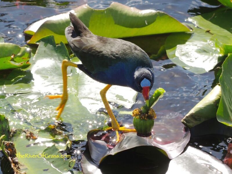 Miami: Everglades River of Grass Small Airboat Wildlife Tour - Final Thoughts
