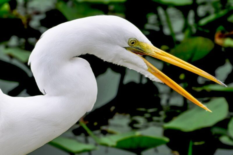 Miami: Everglades Safari Park Airboat Tour - What to Expect from the Tour