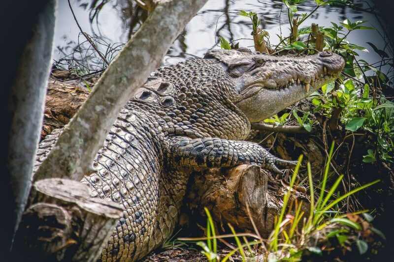 Miami: Everglades Safari Park Airboat Tour - The Sum Up