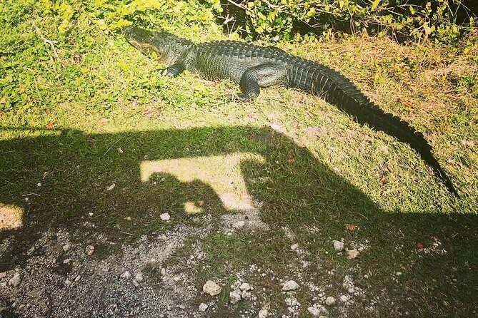 Miami & Florida Everglades Adventure Package - The Authenticity and Value of the Tour