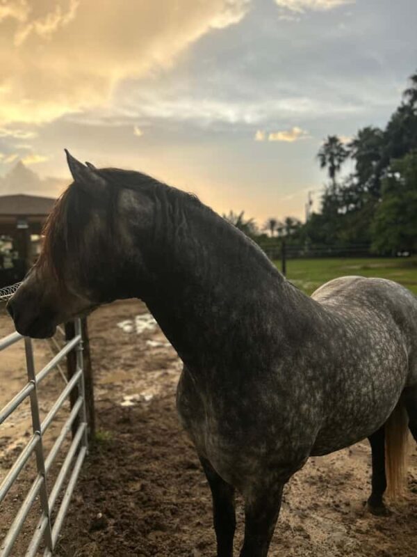 Miami: Horseback Riding Tour with Instructor - The Experience Provider: What You Should Know