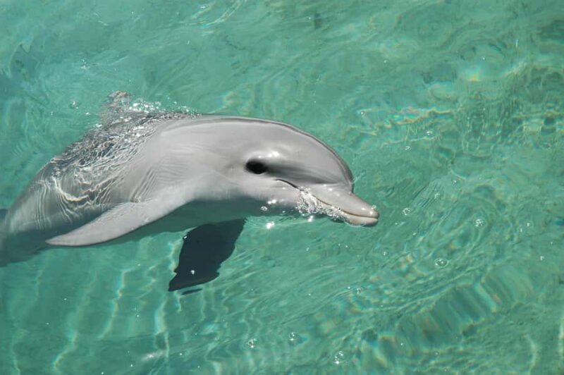 Miami: Key West Day Trip with Dolphin Spotting or Snorkeling - Final Thoughts: Is It Worth It?