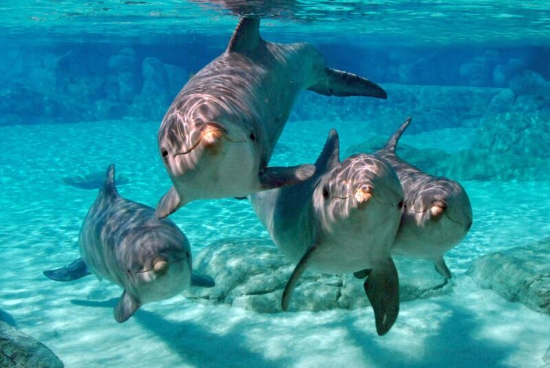 Miami: Key West Dolphin Watch or Snorkel Boat with pickup - Analyzing the Value