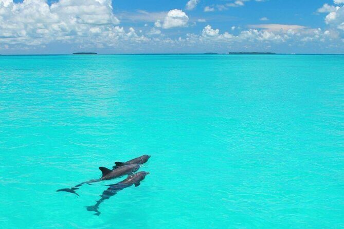MIAMI: Key West Dolphin Watch Tour and other options - Final thoughts