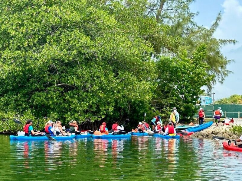 Miami: Manatee Season Paddleboard or Kayak Tour - Introduction