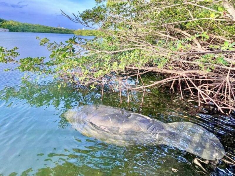Miami: Manatee Season Paddleboard or Kayak Tour - Who Will Love This Tour?