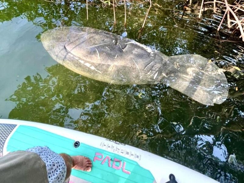 Miami: Manatee Season Paddleboard or Kayak Tour - FAQ