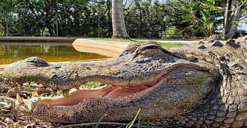 Miami: Original Everglades Airboat Tour & Alligator Exhibit - What’s Practical About the Tour?