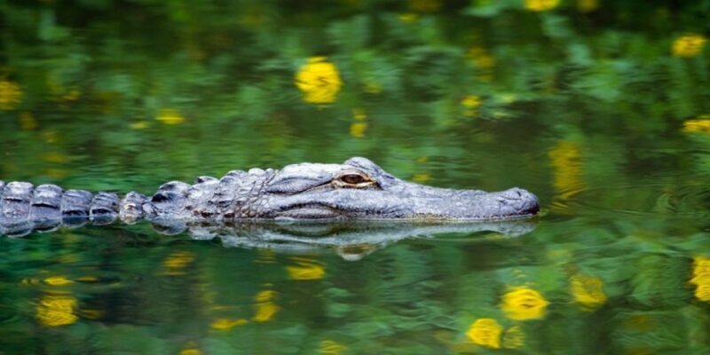 Miami Premium Everglades Driving Tour with Airboat Ride - Final Thoughts