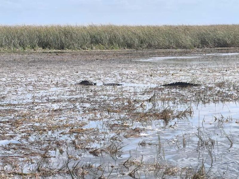 Miami: Private Everglades Tour in French in a Convertible Mustang - Educational Walks and Wildlife