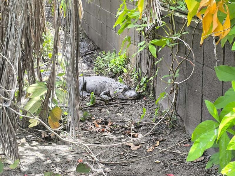 Miami: Private Everglades Tour in French in a Convertible Mustang - Who Should Consider This Tour