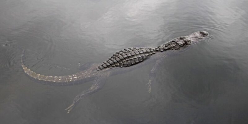 Miami: Small Group Everglades Express Tour with Airboat Ride - FAQ