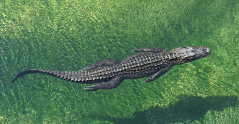 Miami: Small Group Tour w/Everglades, Little Havana & Cruise - What Could Be Better?