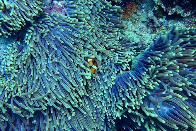 Miami: Snorkeling Adventure in Miami for Beginners Private Yacht - An Honest Look at the Experience