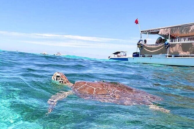 Miami: Snorkeling Experience - Frequently Asked Questions
