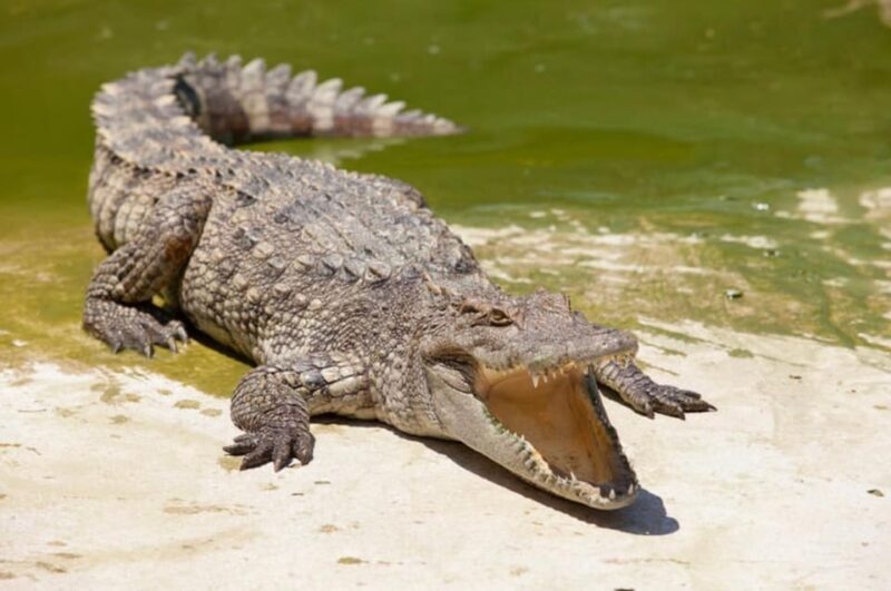 Miami: Triple combo Everglades, City & Cruise tour (2 days) - What’s Included and What You Should Know