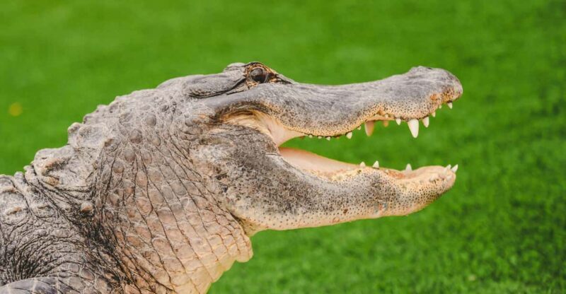 Miami: Wild Everglades Airboat Ride and Gator Encounters - What Travelers Say
