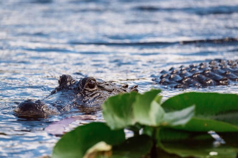 Miami: Wild Everglades Airboat Ride and Gator Encounters - The Bottom Line: Who Is This Tour Best For?