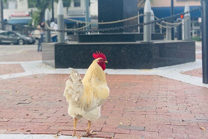 Miami's Most Authentic Walking Tour of Little Havana - Exploring Little Havana’s Heart: The Itinerary