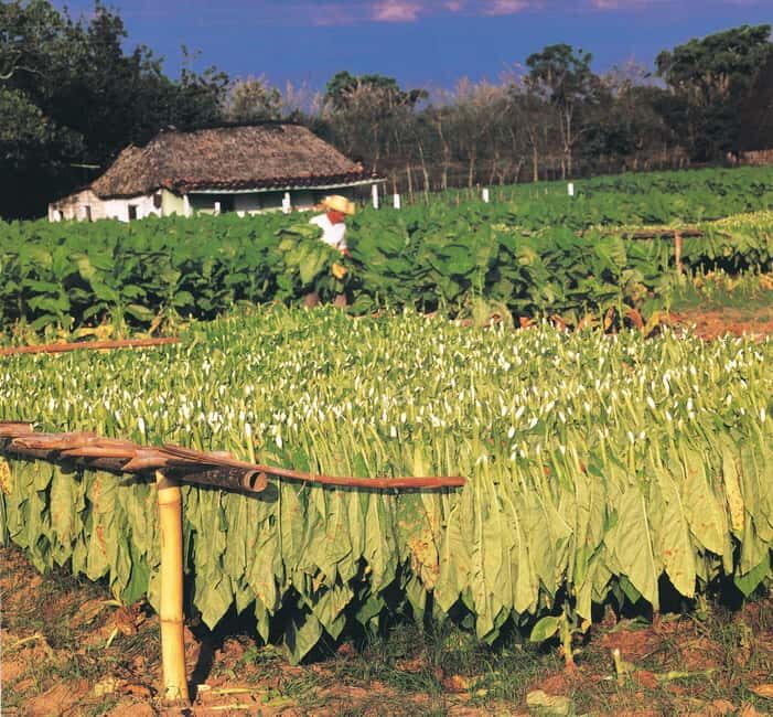 Miches: Montaña Redonda, Limón Lagoon and Casa del Coco Tour - Who Will Enjoy This Tour?