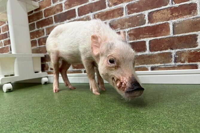 Micro Pig Café in Osaka Pet and Snap Cute Moments - What to Expect During Your Visit to the Micro Pig Café