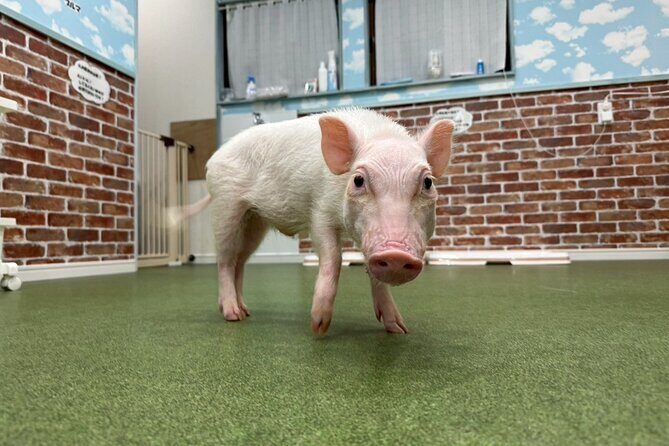 Micro Pig Café in Osaka Pet and Snap Cute Moments - Authenticity and Unique Aspects