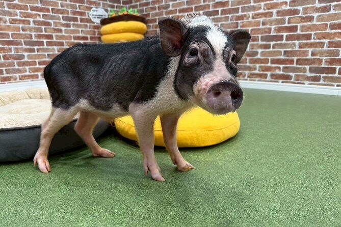 Micro Pig Café in Osaka Pet and Snap Cute Moments - Who Will Love This?