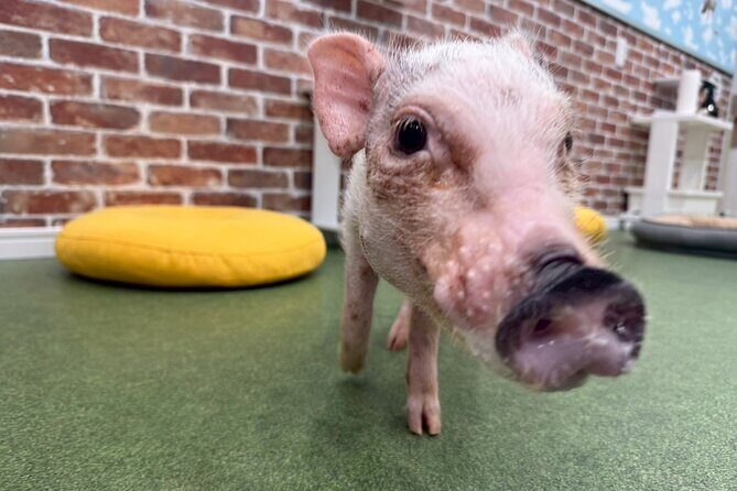 Micro Pig Café in Osaka Pet and Snap Cute Moments - Final Thoughts: The Practical Value