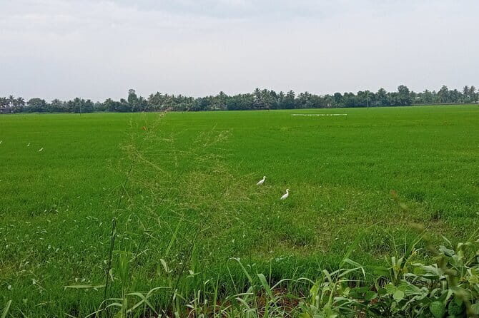 Midday Cruise with Village Life - The Experience in Detail