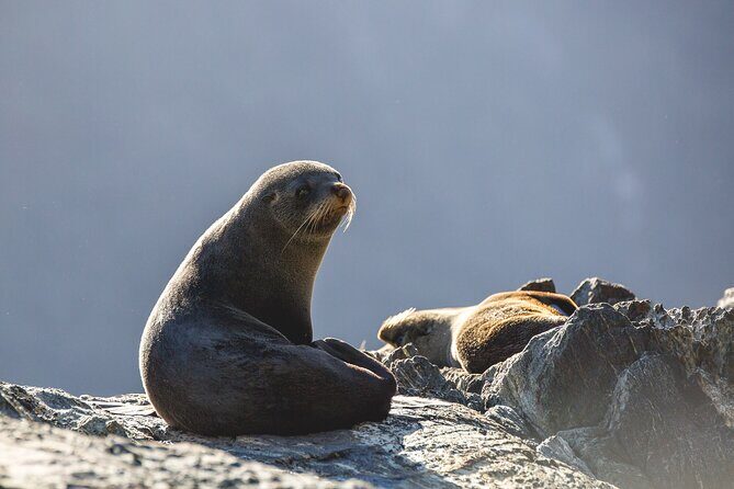 Milford Sound Cruise - RealNZ - FAQ