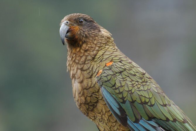 Milford Sound Discovery Tour - FAQs