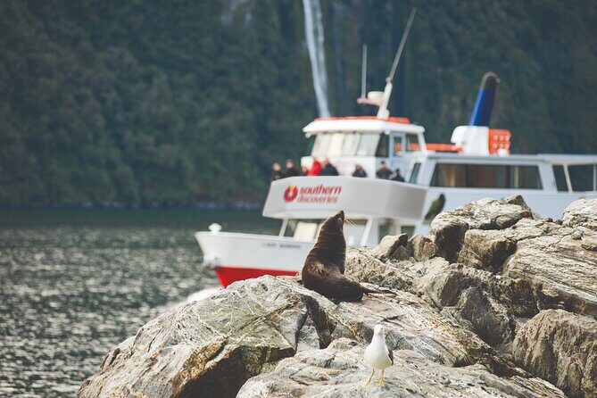 Milford Sound Extended Cruise with Southern Discoveries - A Closer Look at the Milford Sound Extended Cruise