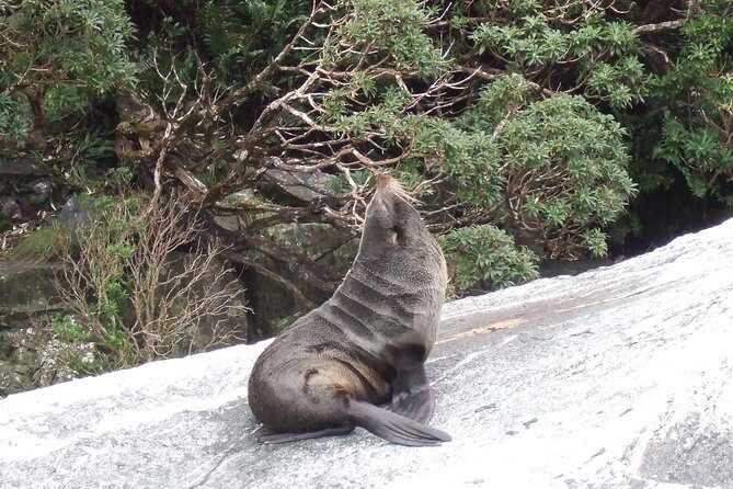 Milford Sound Glacier Flight & Cruise from Wanaka - Frequently Asked Questions