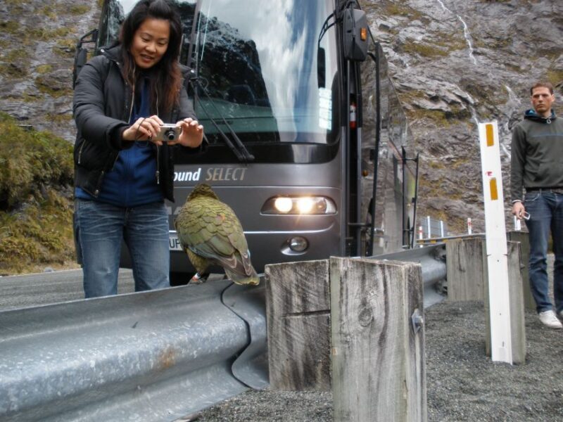 Milford Sound Premium Day Tour and Cruise from Te Anau - What Travelers Say