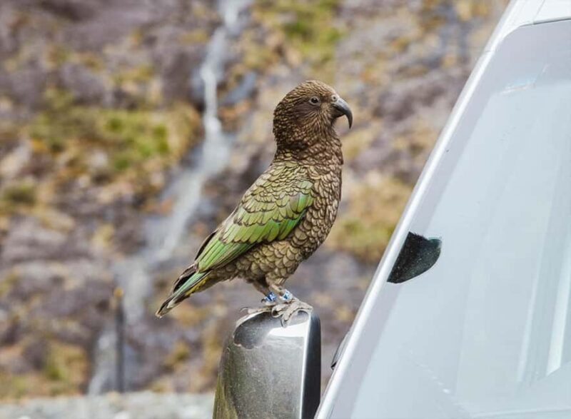 Milford Sound: Small-Group Tour from Te Anau - Why Choose This Tour?