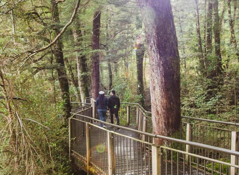 Milford Sound: Small-Group Tour from Te Anau - Price and Value