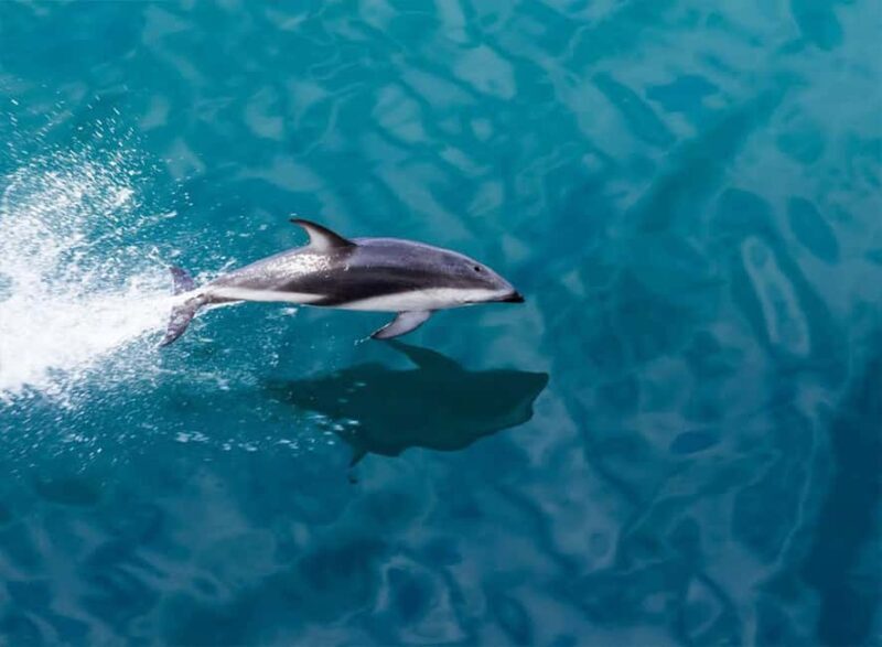 Milford Sound: Small-Group Tour from Te Anau - Who Should Consider This Tour?