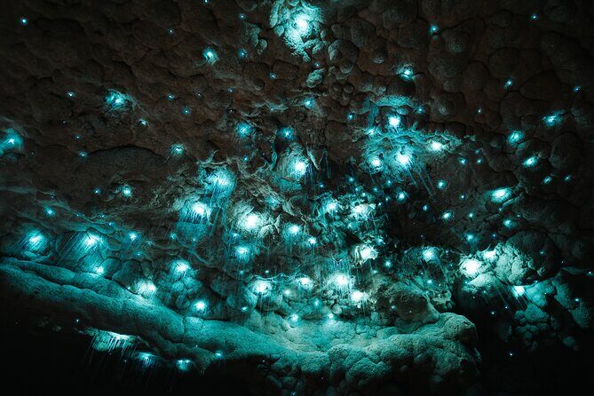 Milkyway Glowworm Cave Tour from Auckland Port - Key Points