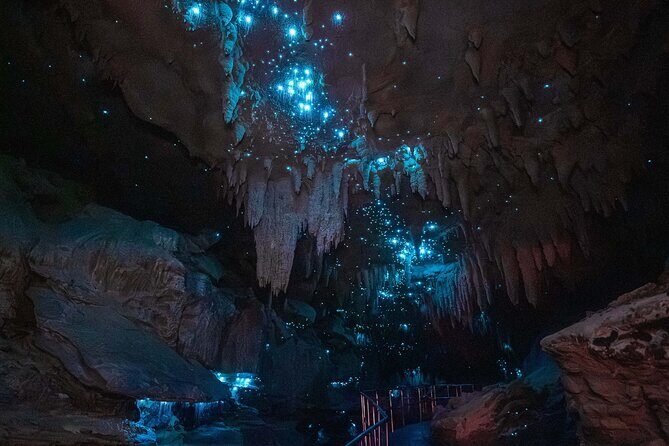 Milkyway Glowworm Cave Tour from Auckland Port - What’s Included and What to Consider