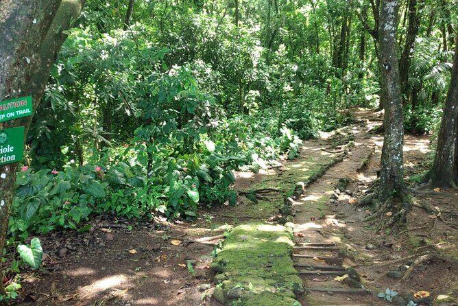 Millet Rainforest Hiking Experience - An In-Depth Look at the Millet Rainforest Hike