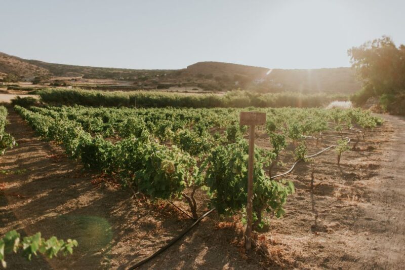 Milos Island: Kostantakis Winery Wine Tasting Experience - Frequently Asked Questions