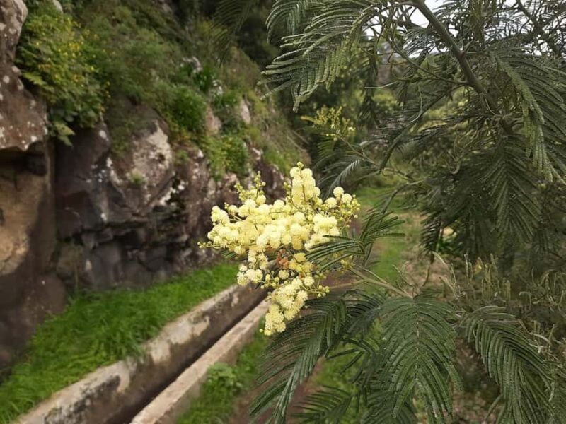 Mimosa Valley Trail: Explore Maroços - What’s Included and What to Expect