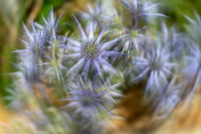 Mindful Photo Walk at Princess Pavilion & Gyllyngdune Gardens - Authentic Experiences and What Travelers Say