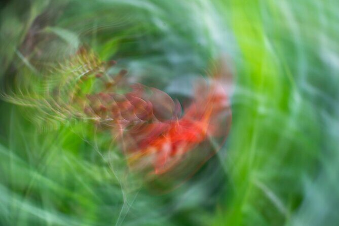 Mindful Photo Walk at Princess Pavilion & Gyllyngdune Gardens - The Sum Up