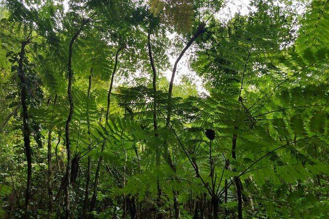 Mindfulness Rainforest Hike, Forest Bathing, Volcanic Hot Springs - FAQ