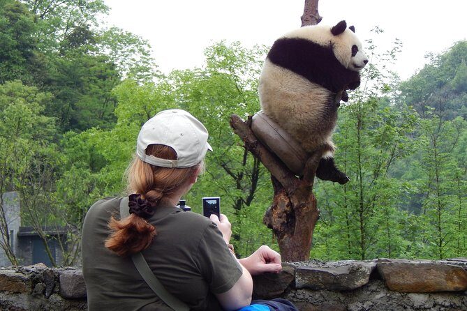 Mini Group: Half-Day Chengdu Pandas Guided Tour - Key Points