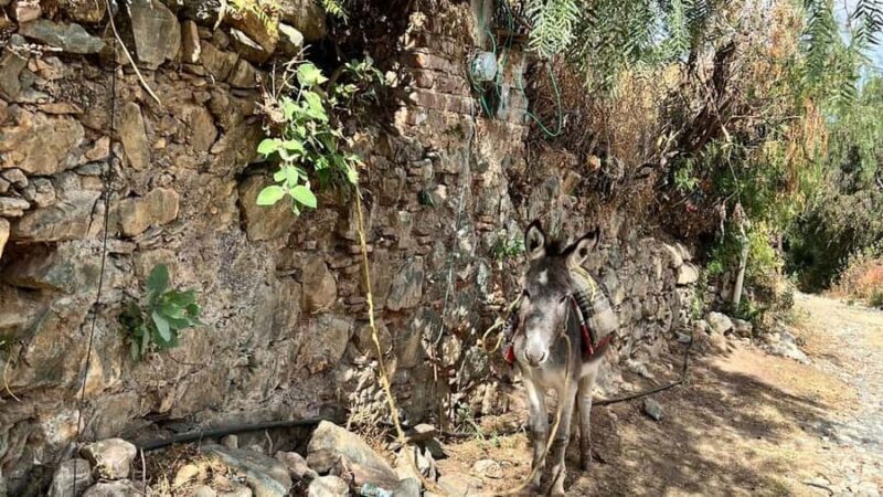 Mining Hike in Guanajuato: Mineral de la Luz and its Veins - Exploring Guanajuato’s Mining Heritage: What to Expect