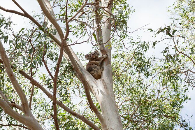 Minjerribah Cultural Experience - Itinerary Breakdown: What You Can Expect
