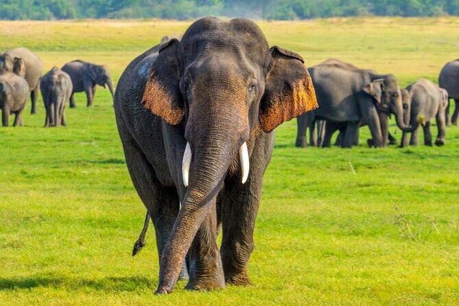 Minneriya And Kaudulla National Park Safari- From Sigiriya - Key Points