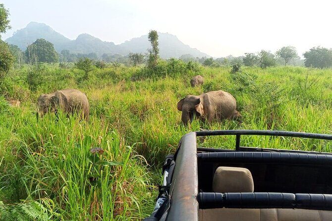 Minneriya And Kaudulla National Park Safari- From Sigiriya - What Makes This Safari Special?